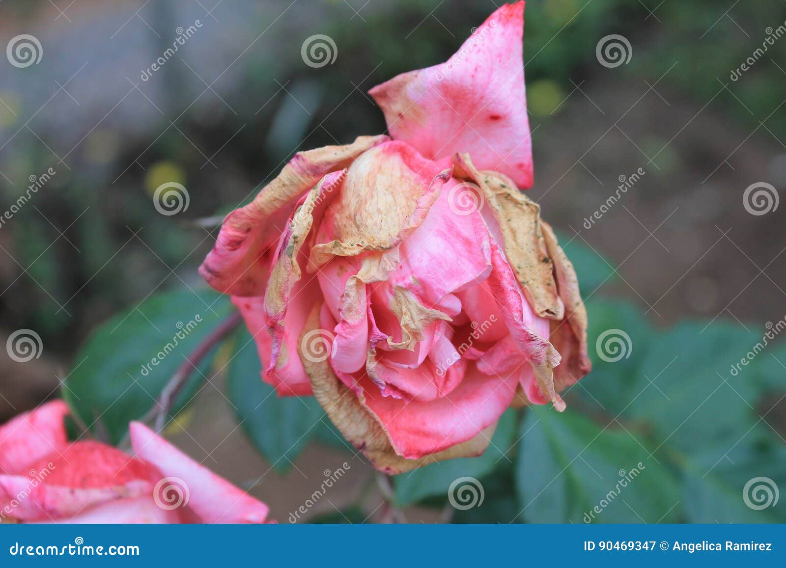 Dying rose stock image. Image of nature, color, leafs - 90469347