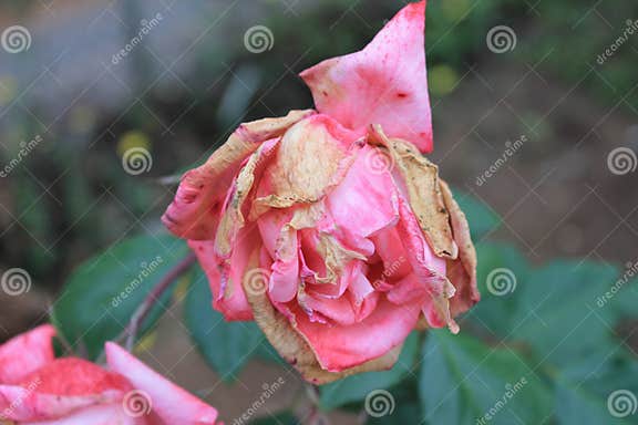 Dying rose stock image. Image of nature, color, leafs - 90469347