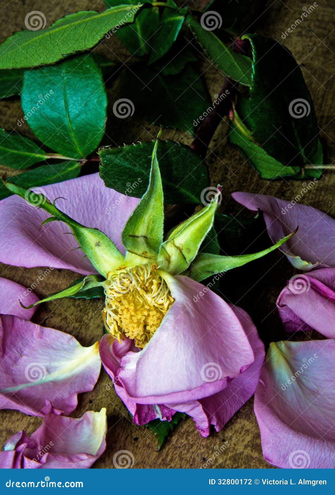 Dying Rose stock photo. Image of flower, fragile, head - 32800172
