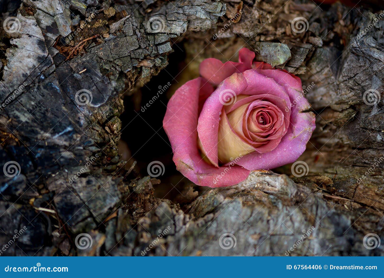 Dying Rose in Tree Stump stock photo. Image of pink, dead - 67564406