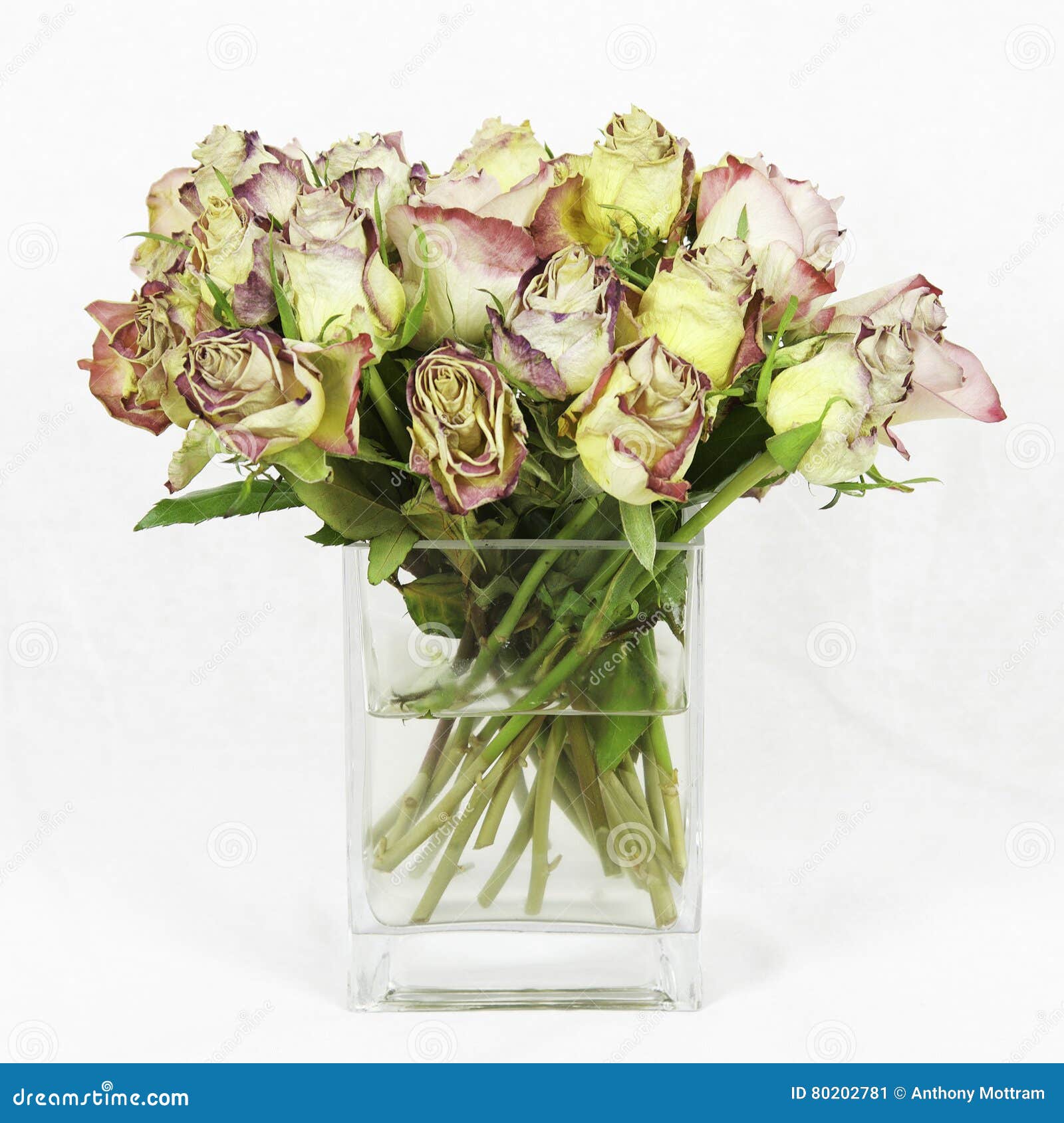 Dying Roses stock image. Image of britain, green, decay - 80202781