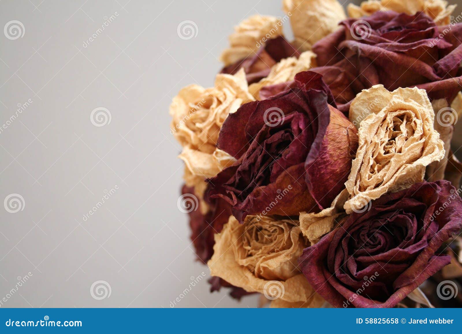 Dying roses stock photo. Image of white, dried, dying - 58825658
