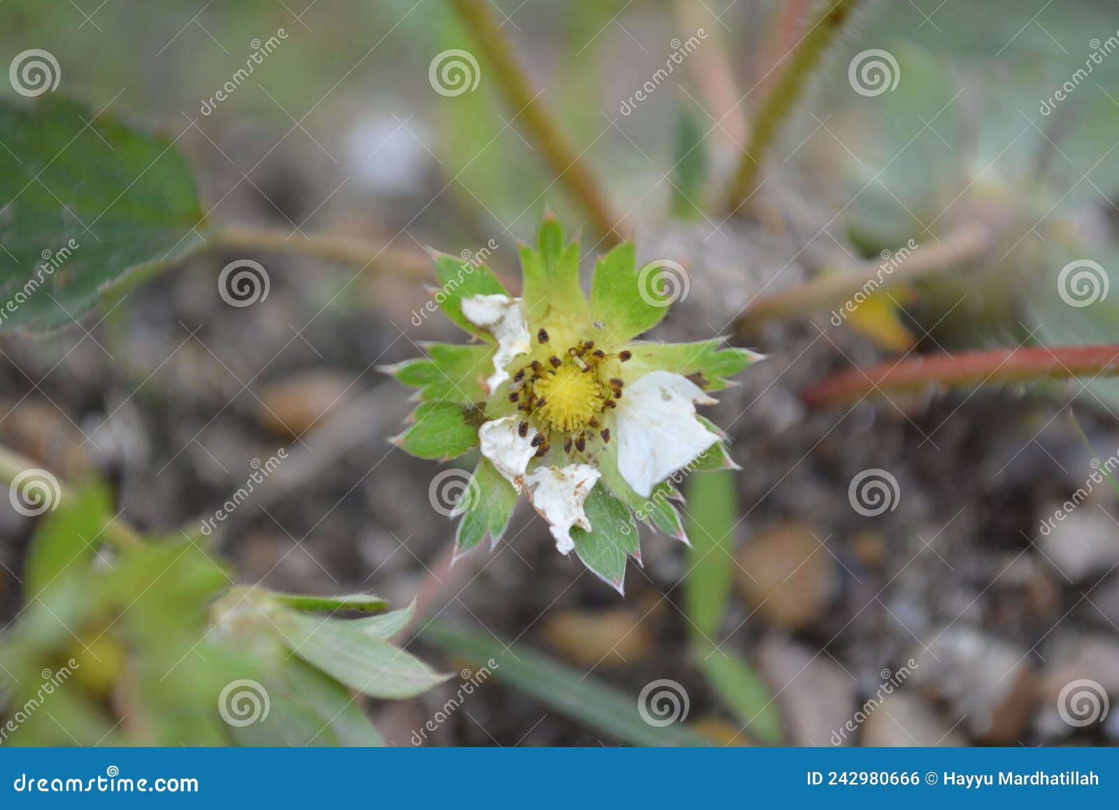 A Dying Strawberry Blossom stock photo. Image of fruit - 242980666