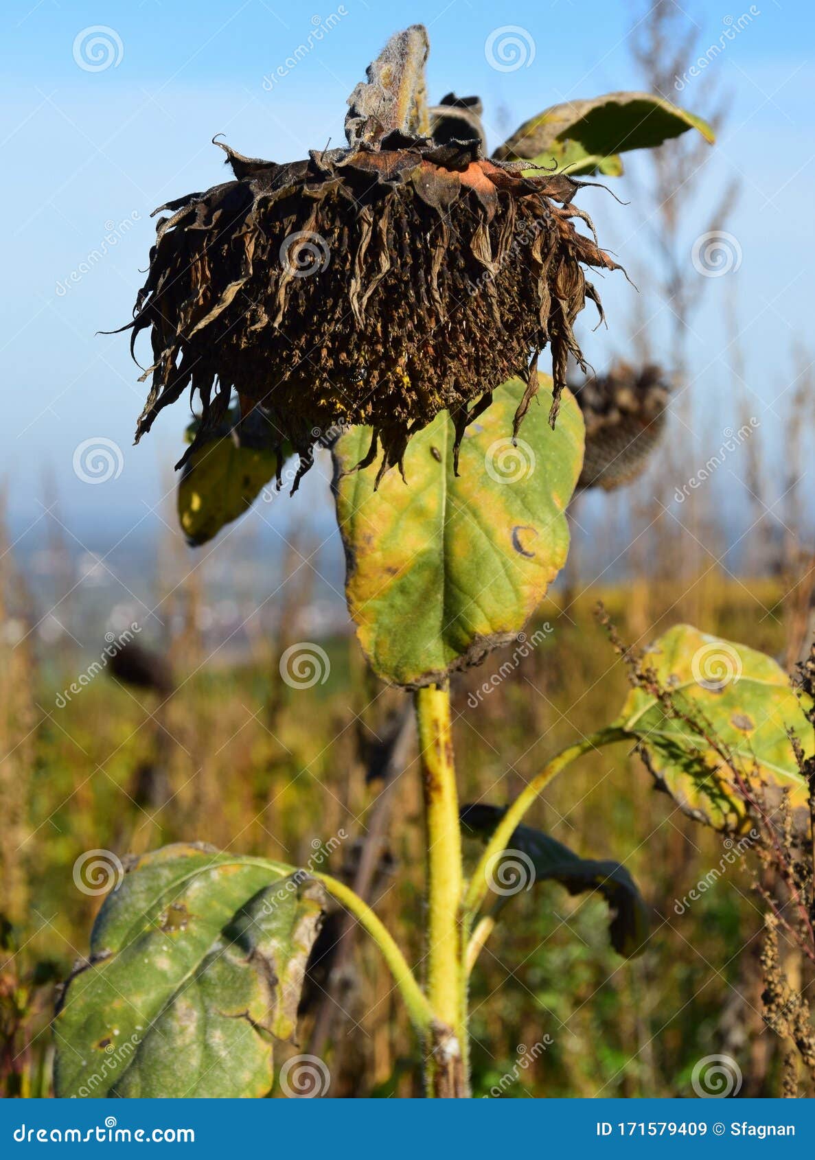 Dying Sunflower Pant in the Field Stock Image - Image of flower ...