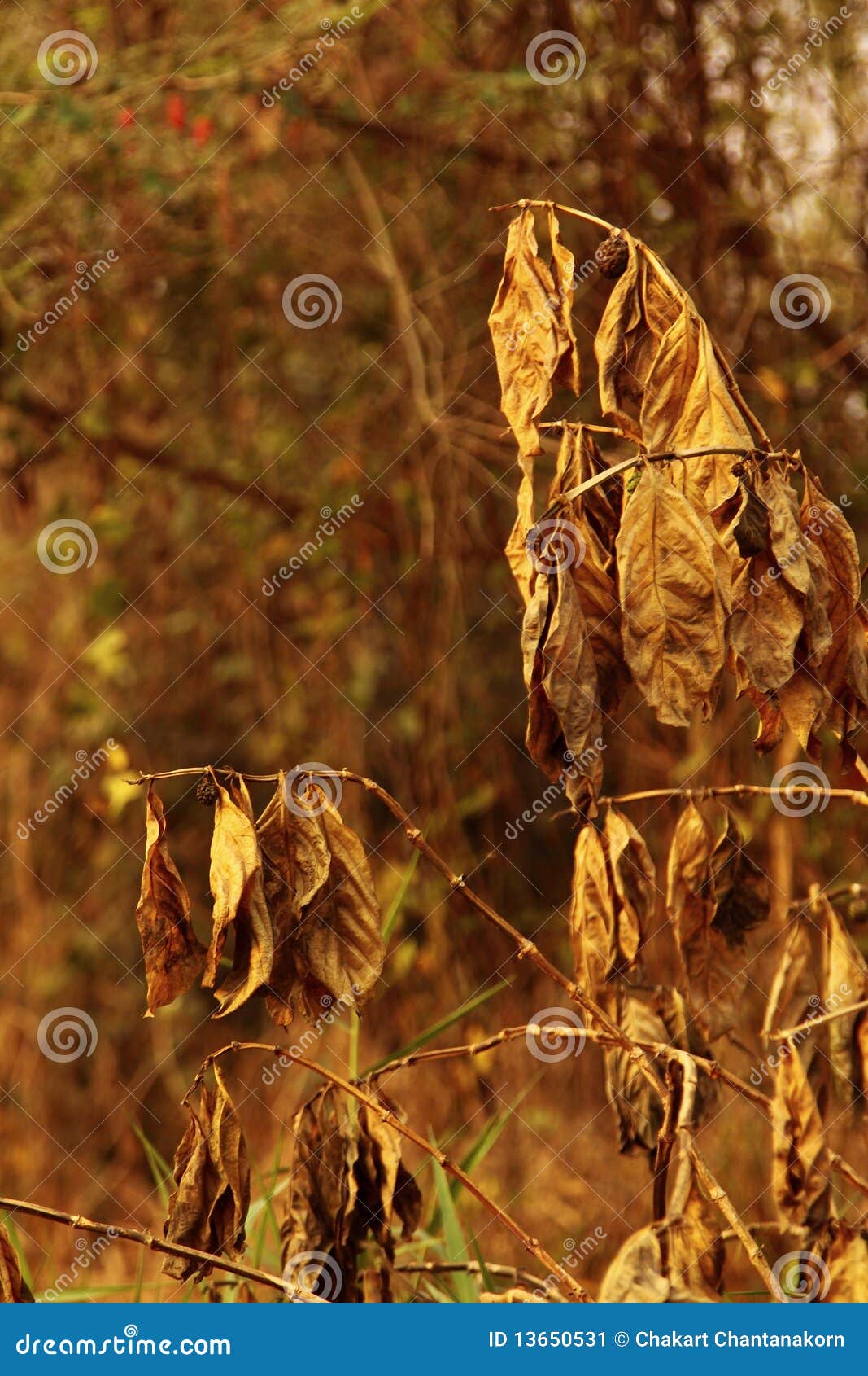Dying tree stock image. Image of leaf, evening, blur - 13650531