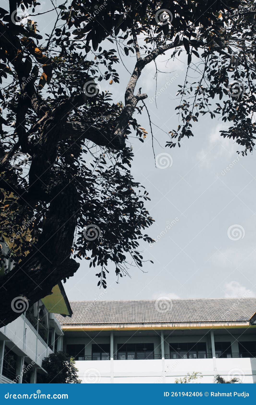 Dying tree background stock photo. Image of nature, leaf - 261942406
