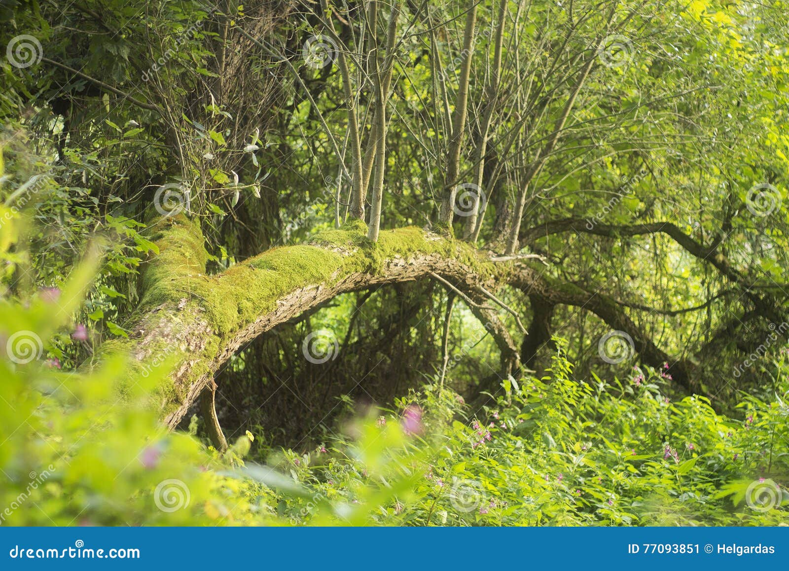 Dying tree stock image. Image of leaf, lithuania, unique - 77093851