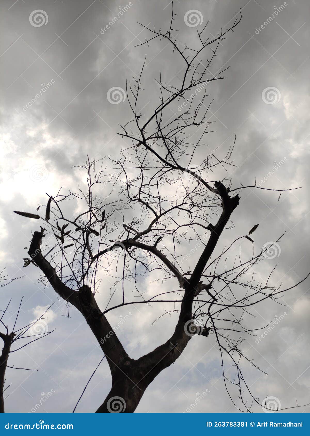 Dying tree branch stock image. Image of branc, tree - 263783381