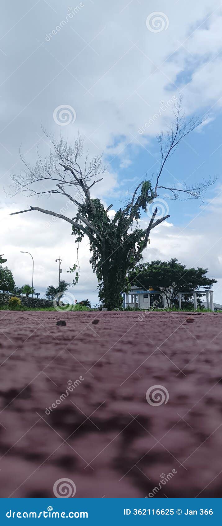 Old Dying Tree With Huge Hollow Trunk, Close Up Stock Photo ...