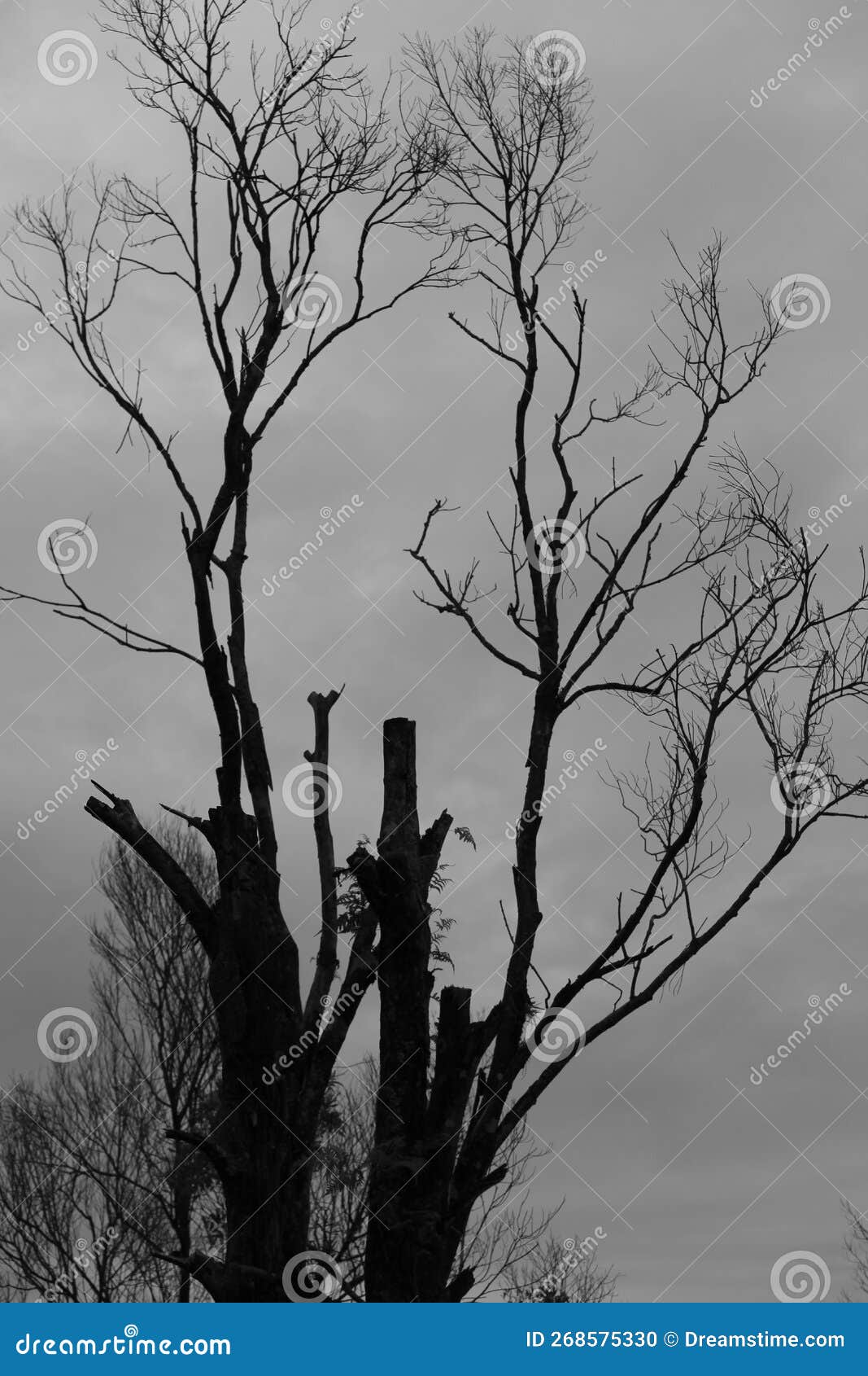 A dying tree stock photo. Image of dying, tree, leaf - 268575330