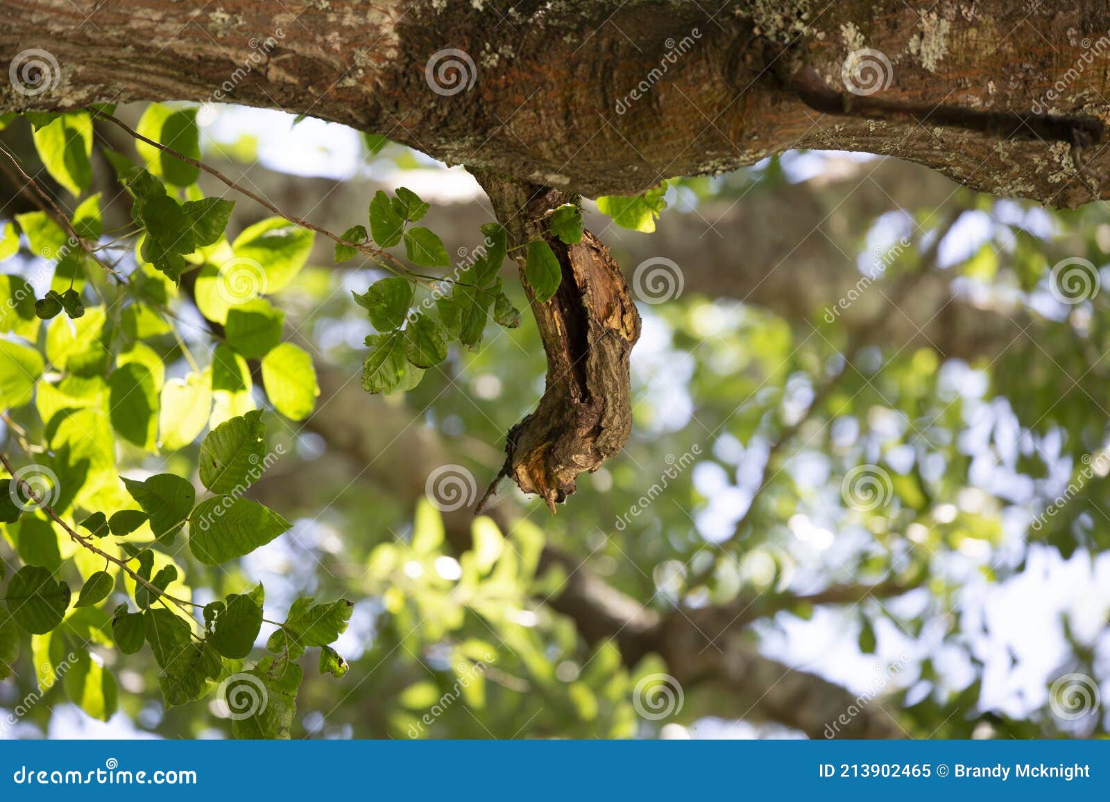Dying Tree Limb stock image. Image of branch, backdrop - 213902465