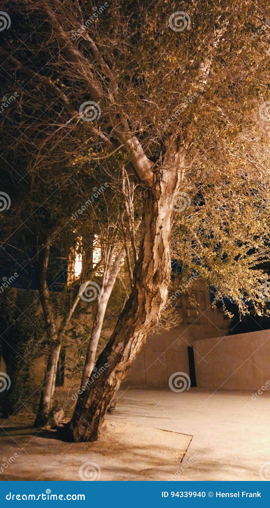Dying Tree stock photo. Image of lonely, place, midst - 94339940