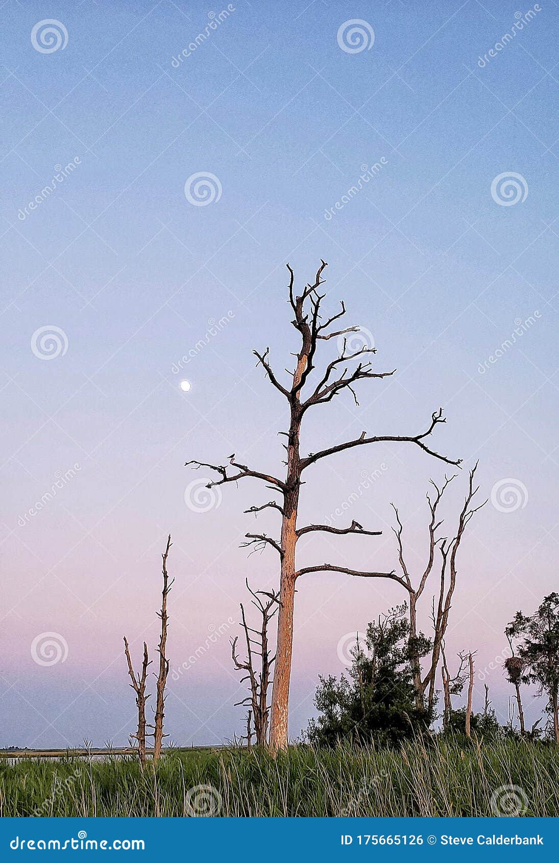 Dying Tree and Moon stock photo. Image of dying, moon - 175665126