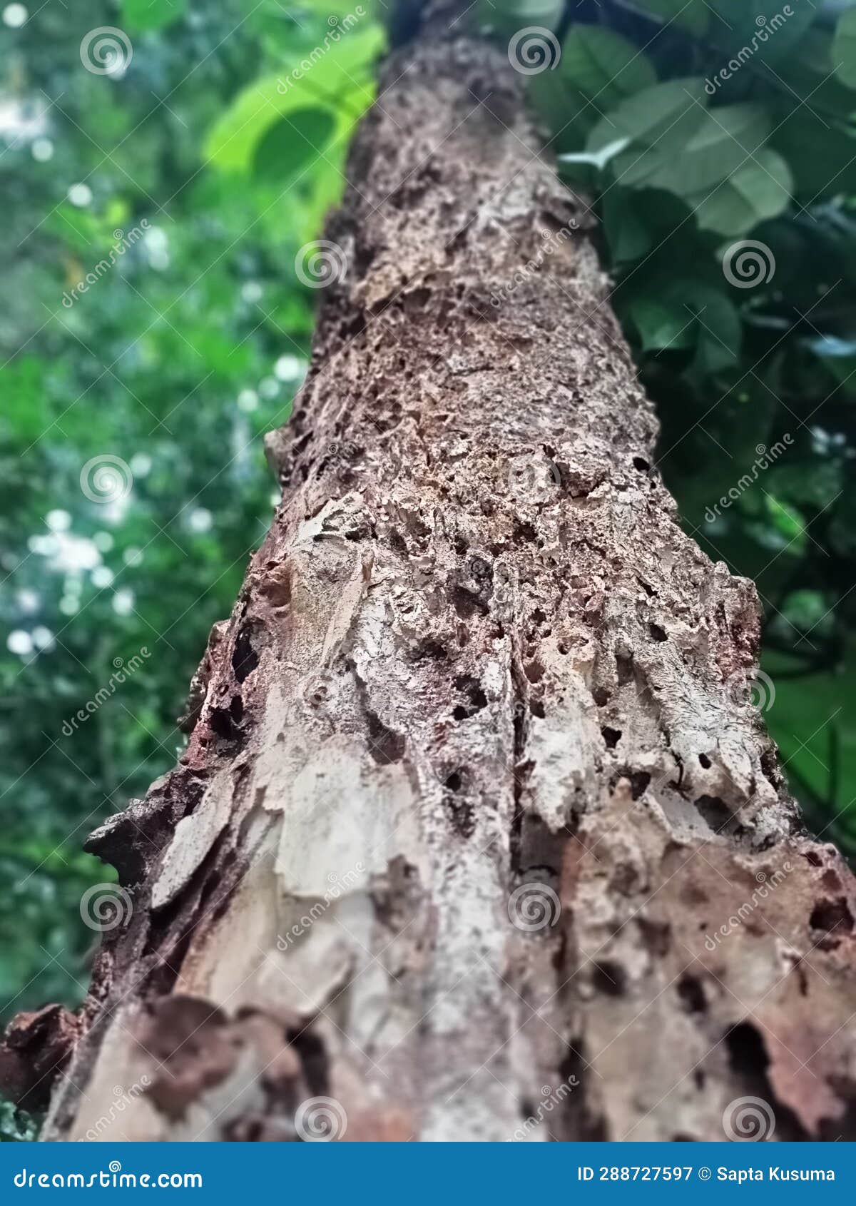 Dying Tree stock image. Image of produce, plant, leaf - 288727597