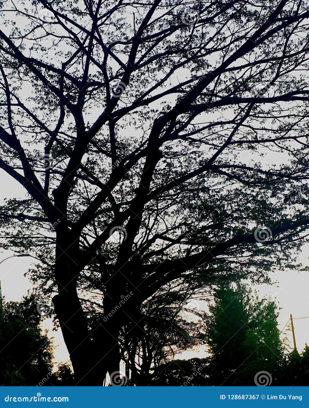 Dying tree stock image. Image of magnificent, dying - 128687367