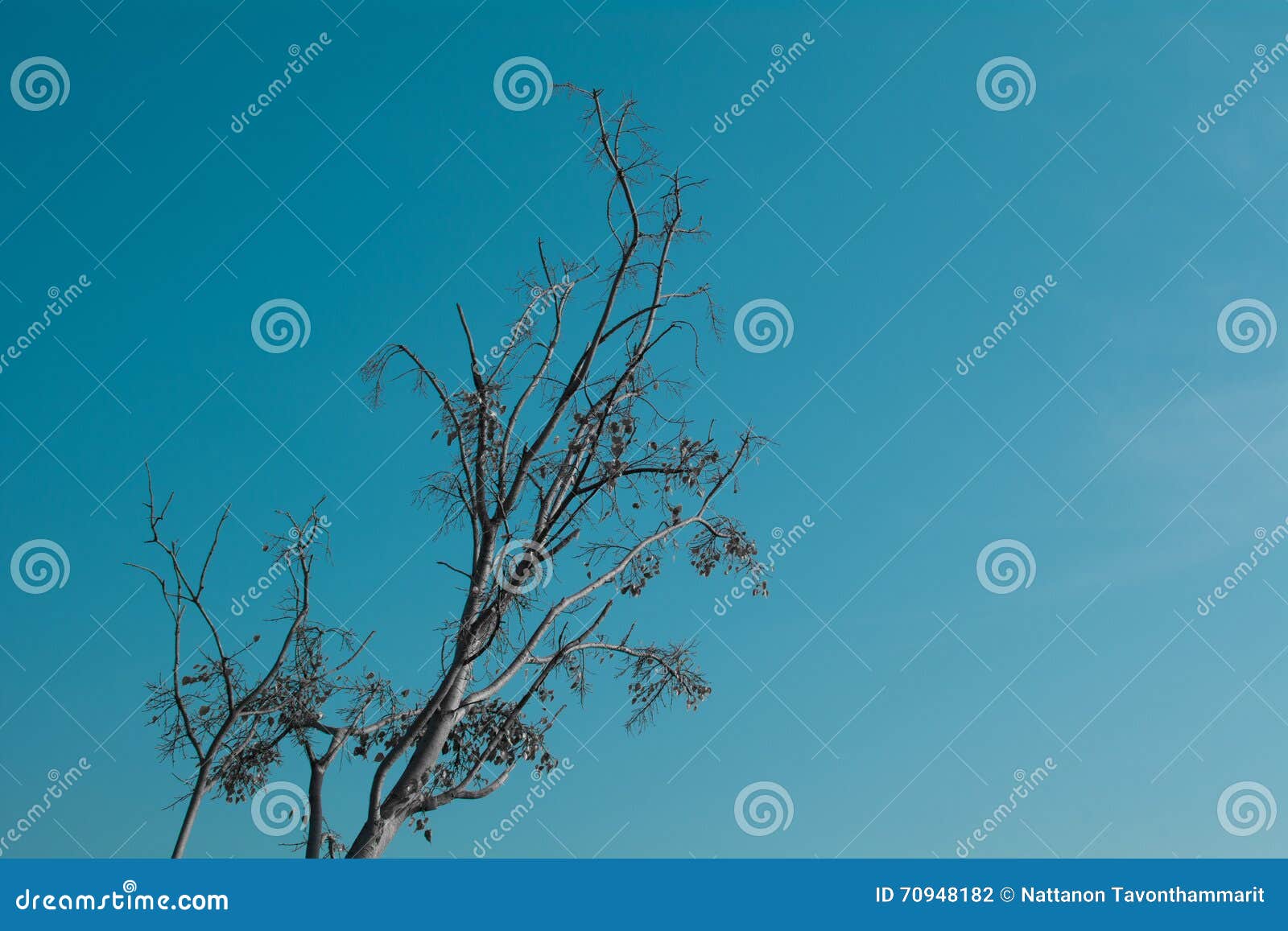 Dying tree. stock photo. Image of sorrow, dried, grey - 70948182