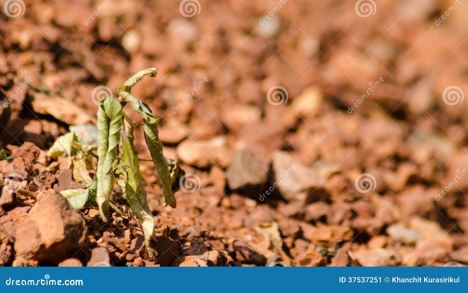 Dying trees stock image. Image of background, arid, backgrounds - 37537251