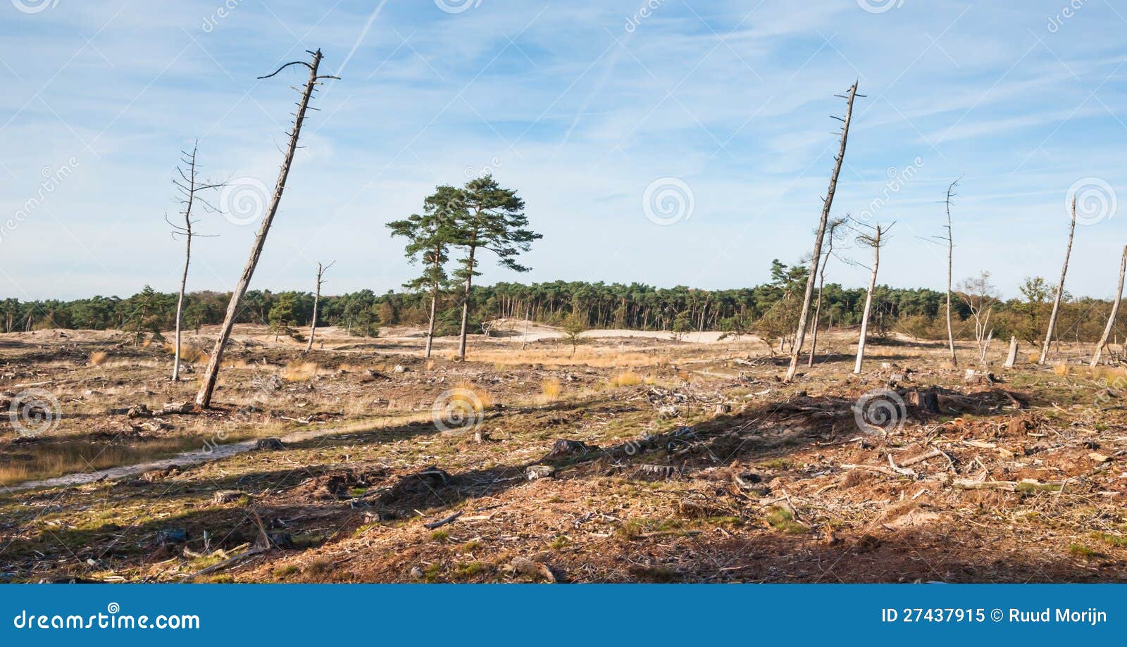 Dying Trees in a Desolate Landscape Stock Image - Image of fall ...