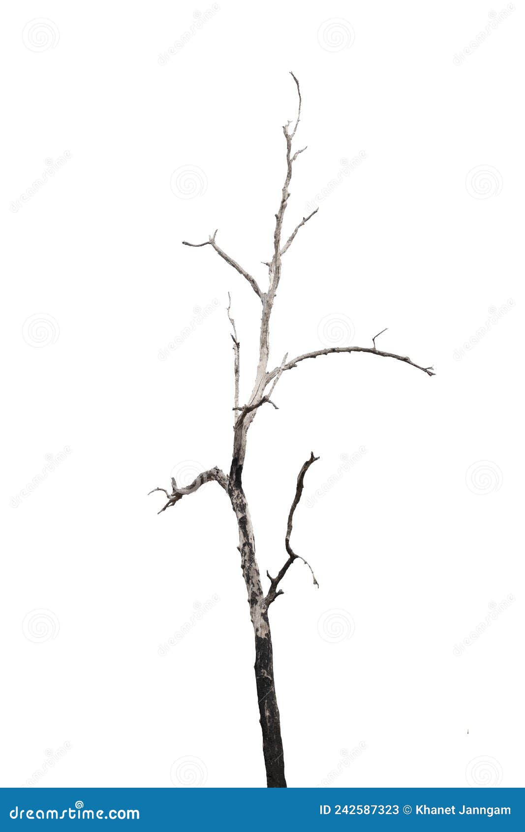 Dying trees isolated stock image. Image of forest, concept - 242587323