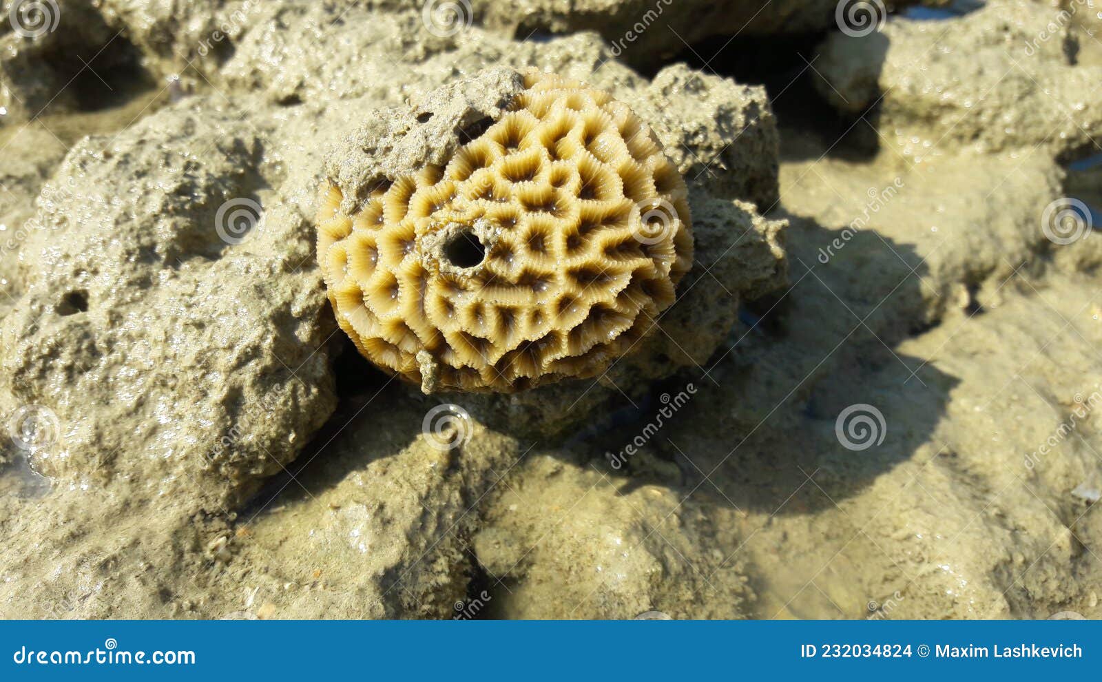 Dying Tubular Coral in Coral Reef Stock Photo - Image of tubular ...