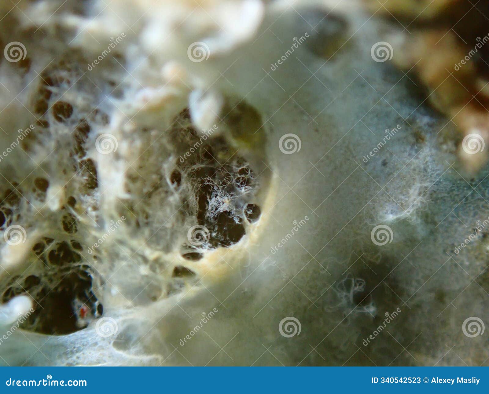 Dying Variable Loggerhead Sponge (Ircinia Variabilis) with Signs of ...