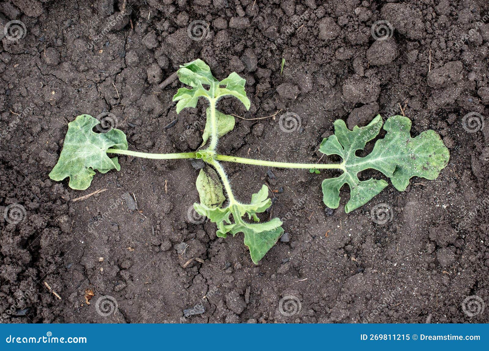 Dying Watermelon Seedling in the Ground. Stock Image - Image of wilt ...