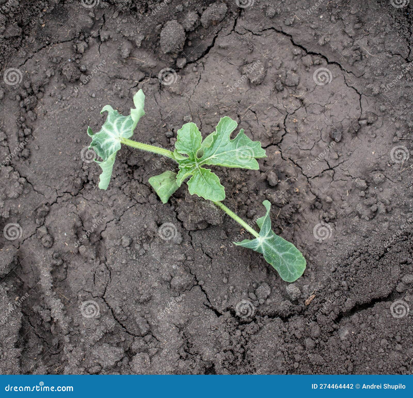 Dying Watermelon Seedling in the Ground. Stock Photo - Image of fungus ...