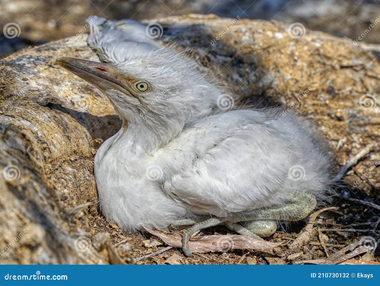 Dying Young Bird Due To Drought Stock Photo - Image of australia, land ...