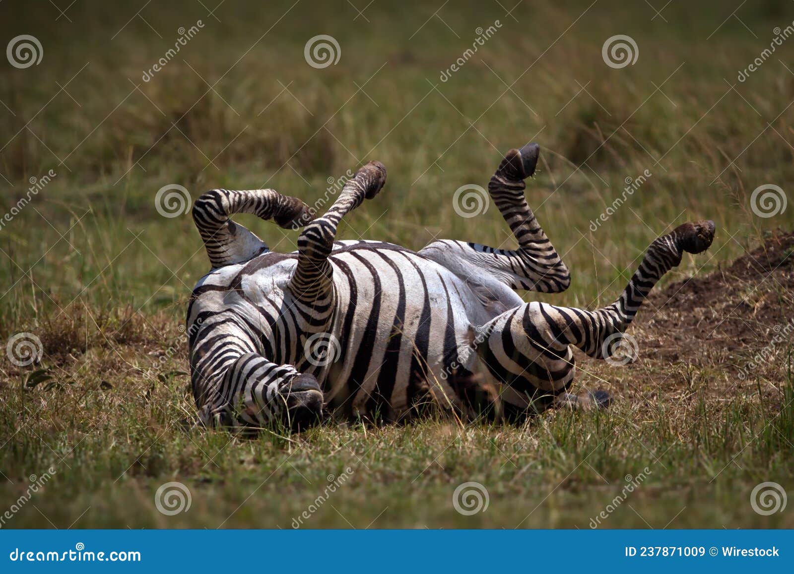 Dying Zebra in a Safari in Masai Mara, Kenya Stock Image - Image of ...