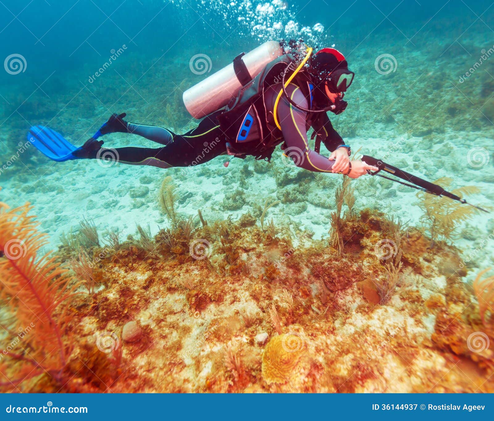 Dykare med spjutvapnet fotografering för bildbyråer. Bild av regulator ...