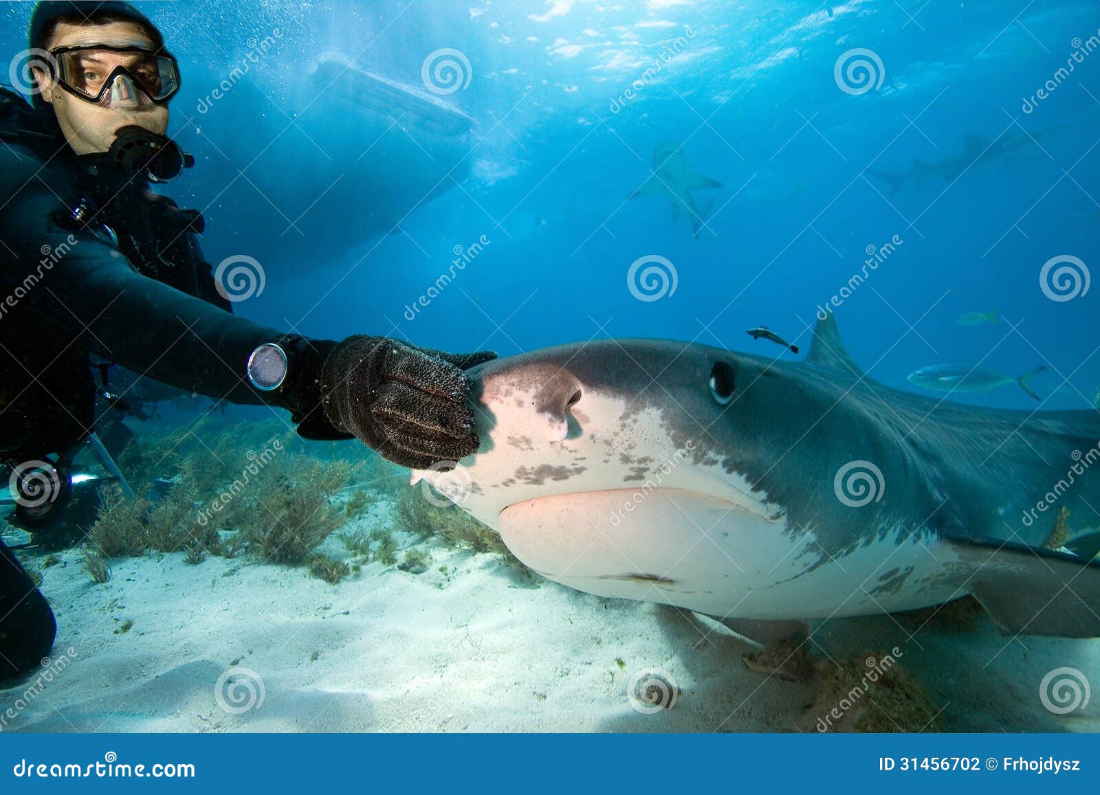 Dykare- och tigerhaj arkivfoto. Bild av afrika, vaktmästare - 31456702