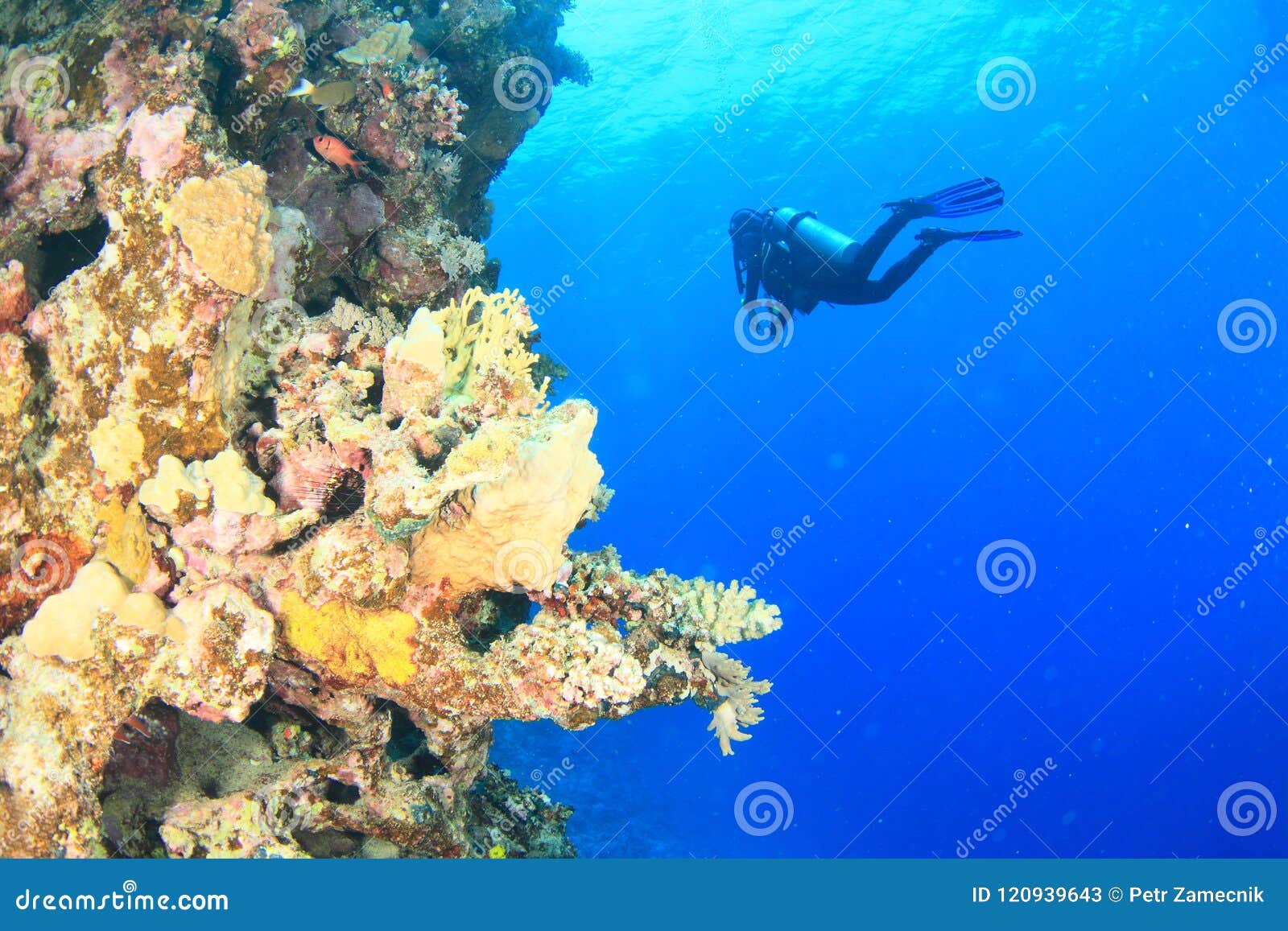 Dykare - Undervattens- Flicka Fotografering för Bildbyråer - Bild av ...