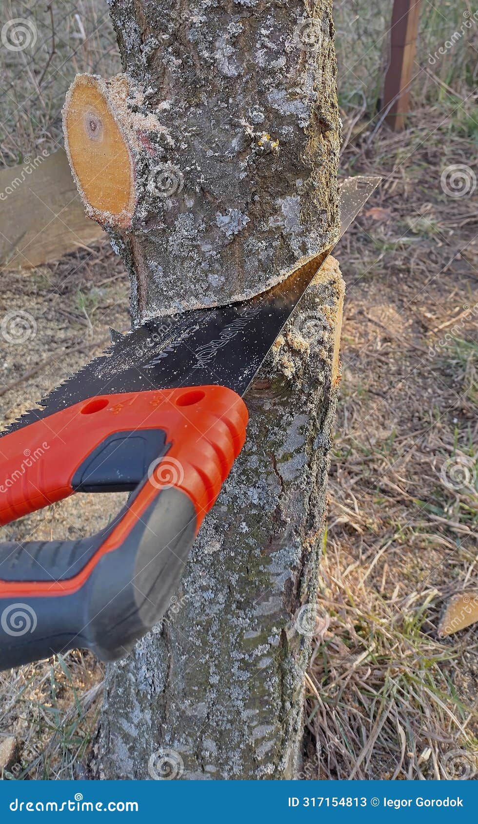 Action Shot of Cutting Down a Plum Tree Stock Image - Image of bark ...