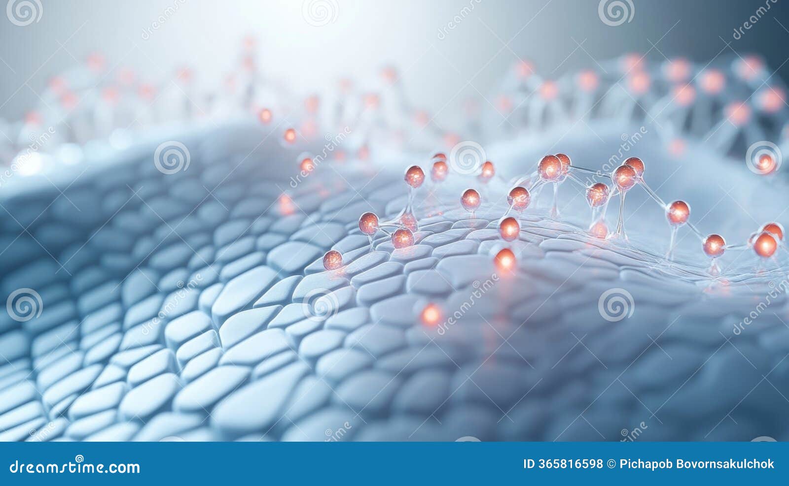 Carnosine, Molecular Structures, Dipeptide Molecule, 3d Model ...