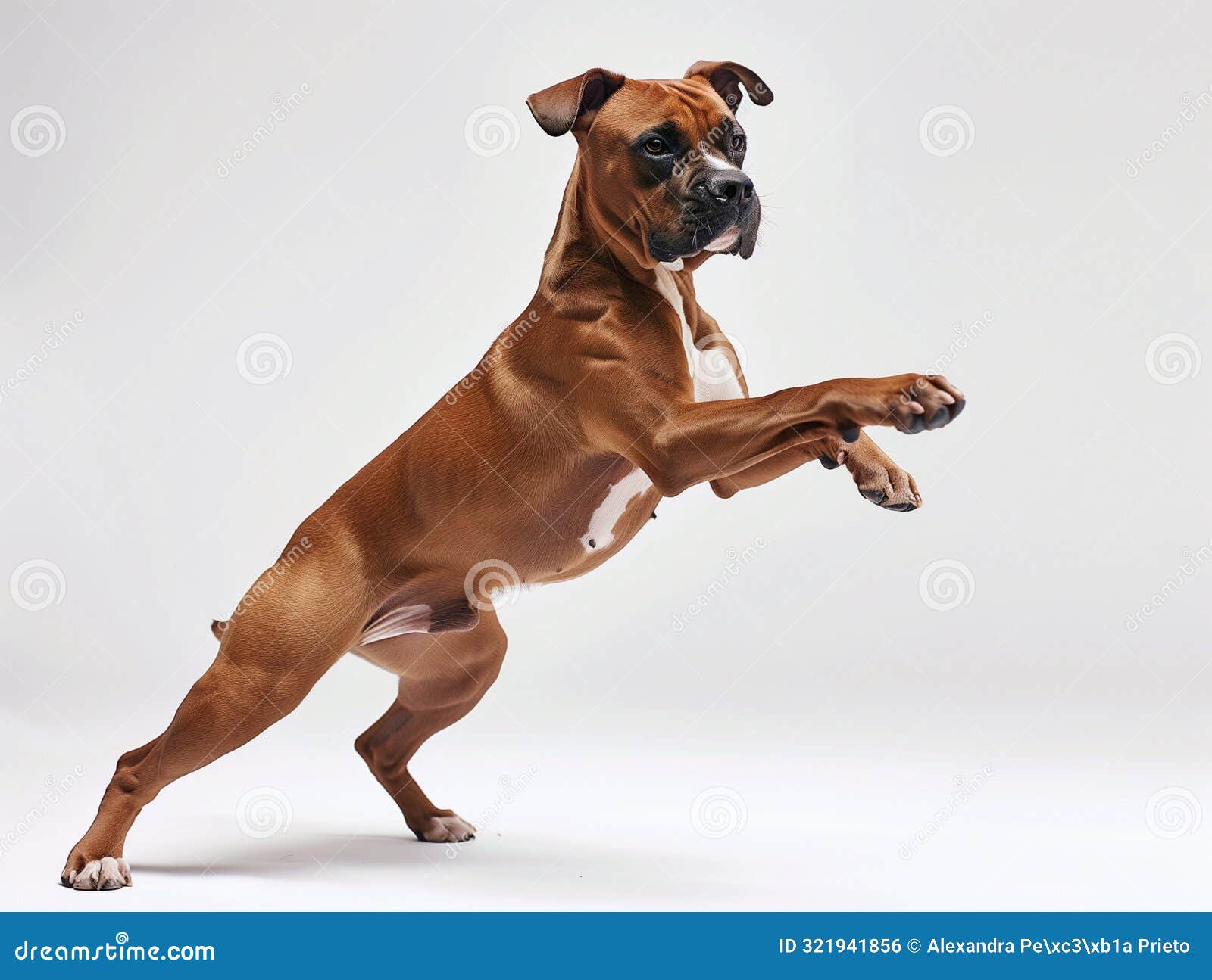 Dynamic Boxer in Studio Pose Stock Illustration - Illustration of ...