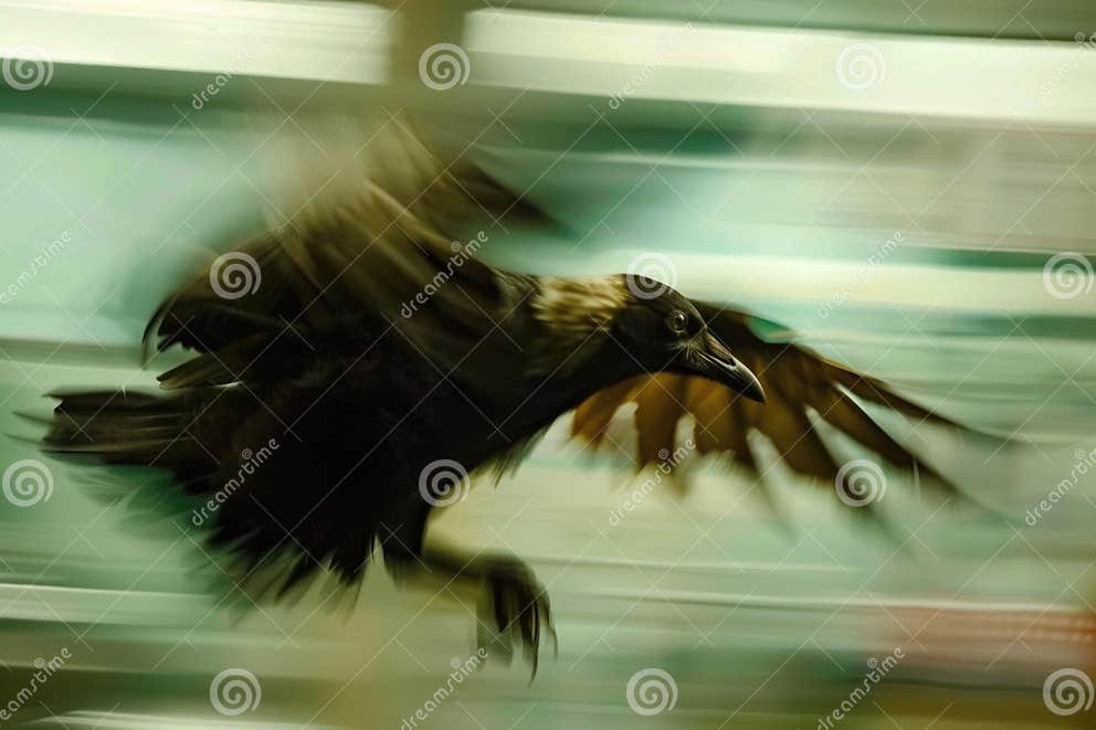 Dynamic Capture of a Crow in Flight with Motion Blur Stock Photo ...