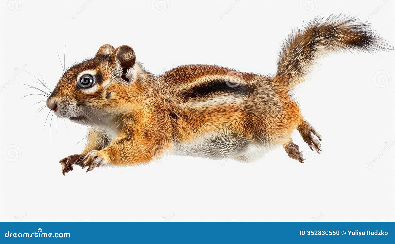 Dynamic Chipmunk Leaping in Mid-Air Against White Background ...
