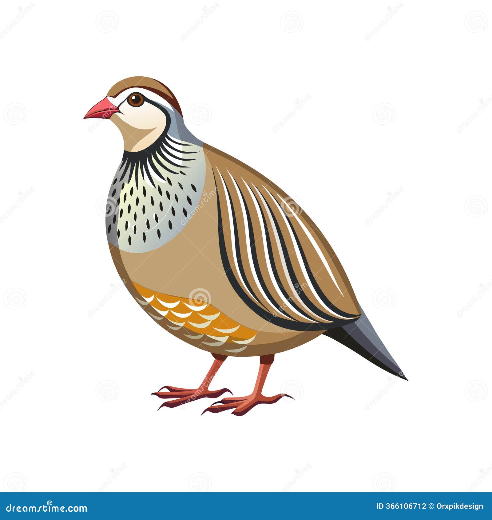 Dynamic Chukar Bird Artwork Vector Illustration | CartoonDealer.com ...