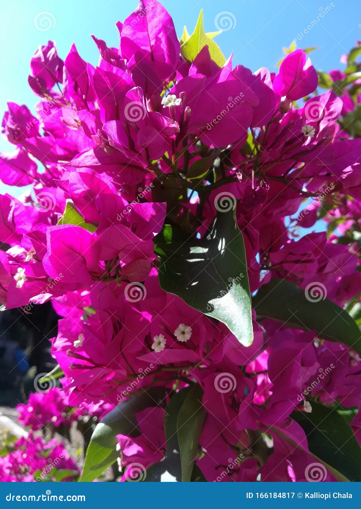 Dynamic Color Summer Flower Joy Stock Image - Image of dynamic, color ...