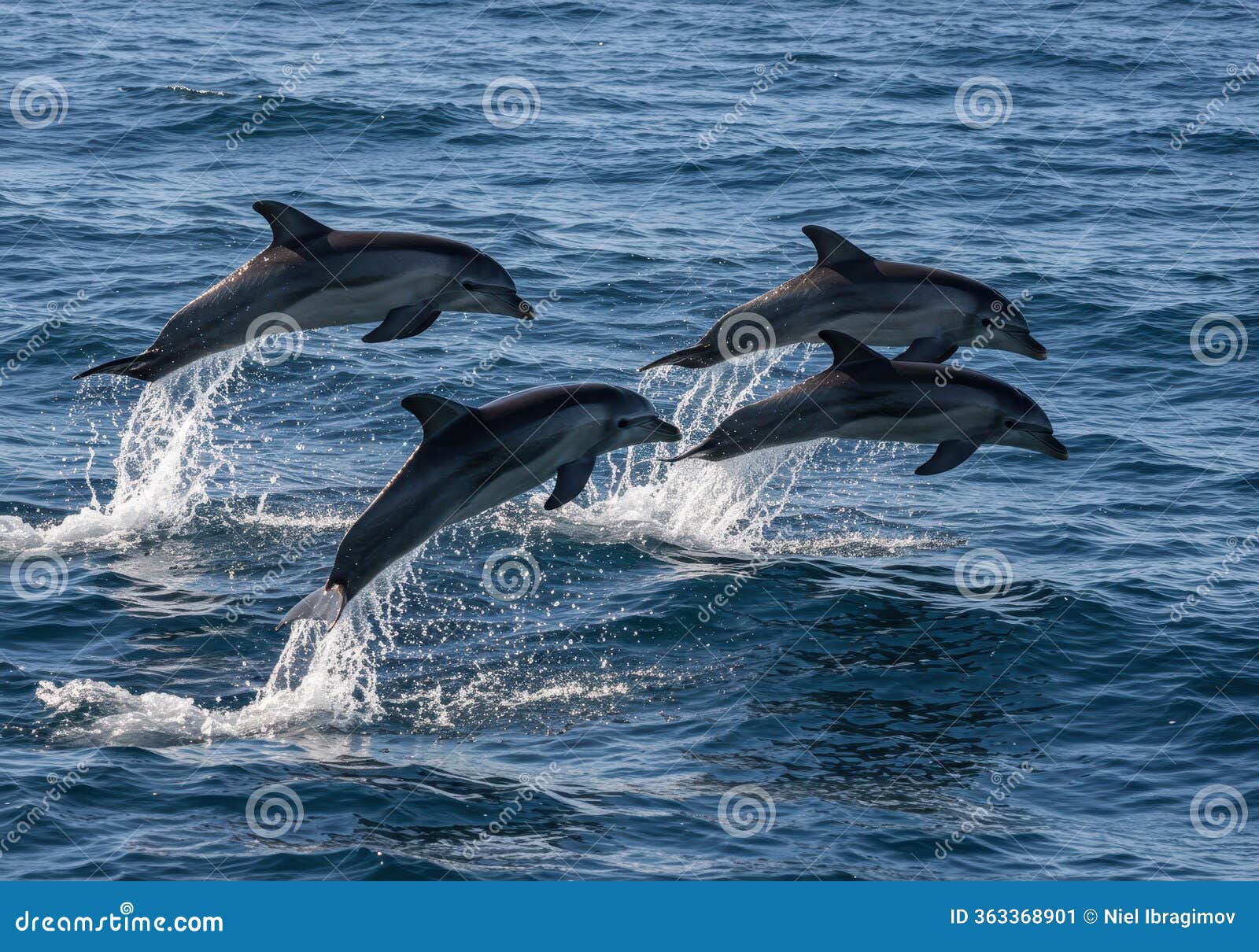 Dynamic Dolphins Leaping Over Ocean Waves in Graceful Formation Stock ...