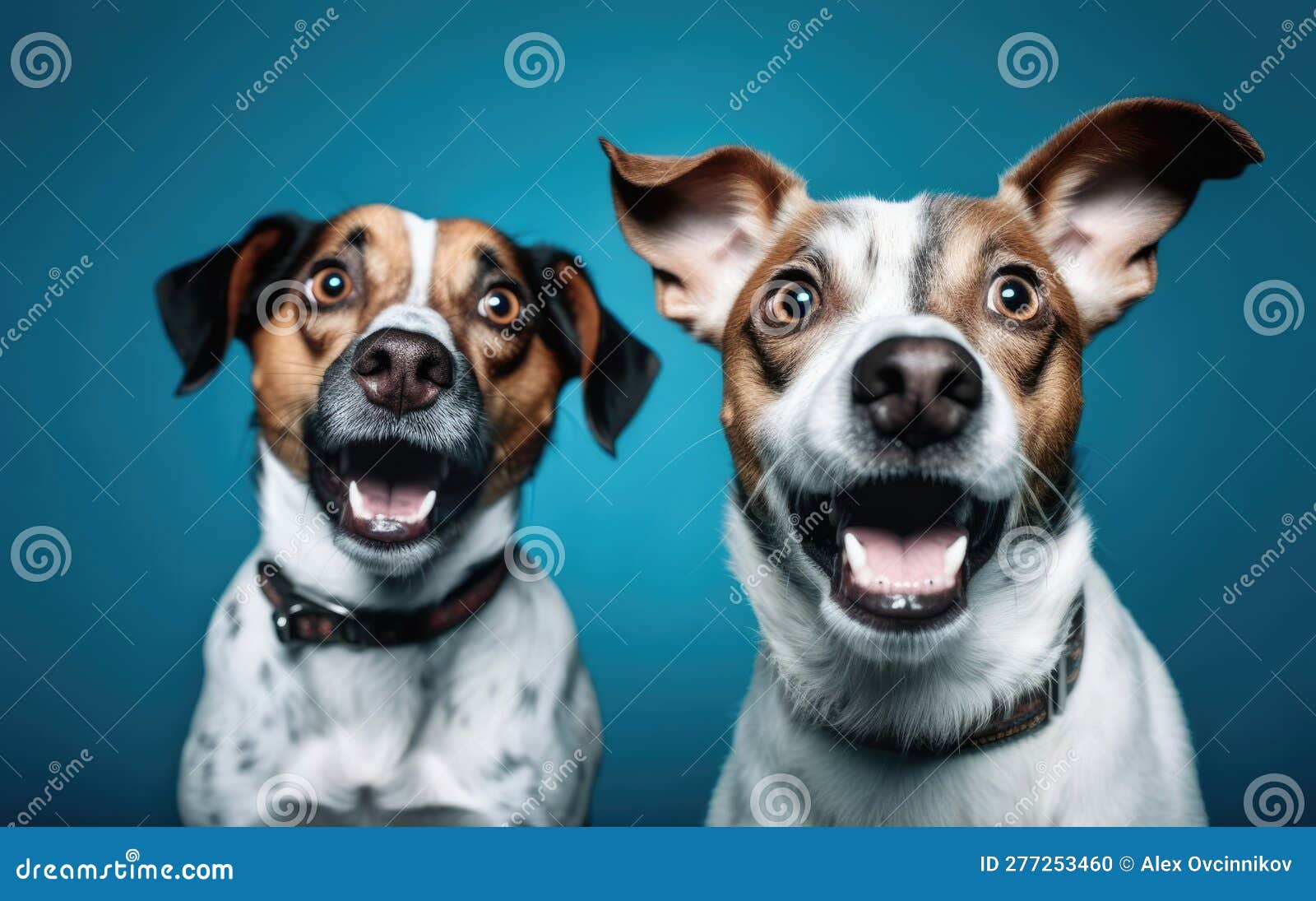 Dynamic and Exaggerated: Two Dogs Pose in Front of Blue Background for ...