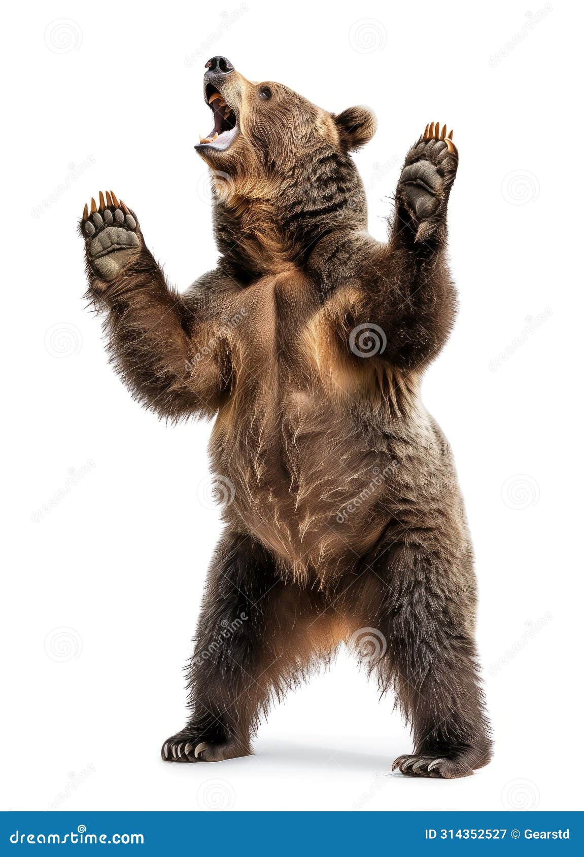 Roaring Bear with Raised Paws, Isolated on White Stock Image - Image of ...