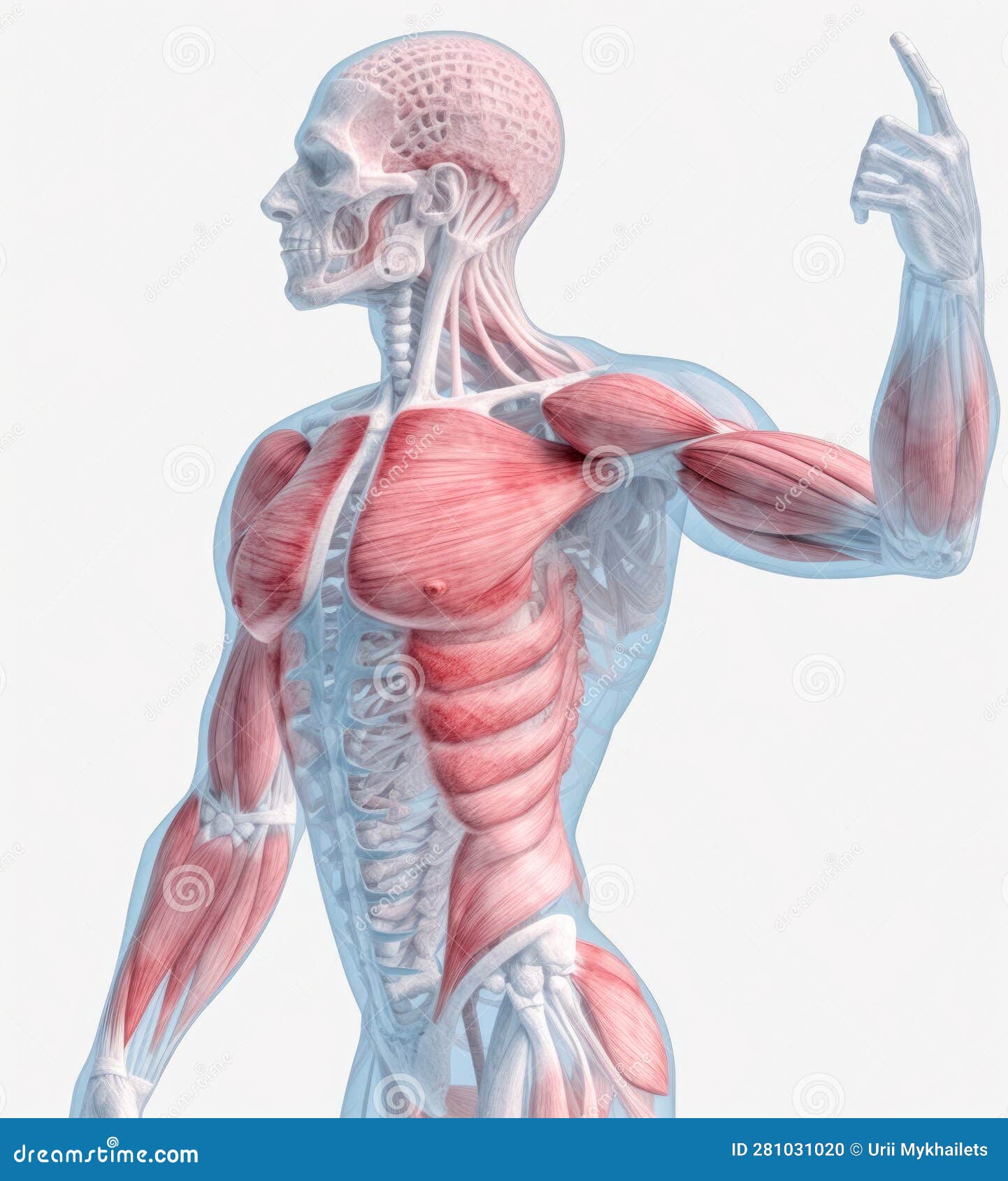 Dynamic Muscles: a Visual Journey through Human Anatomy Stock ...