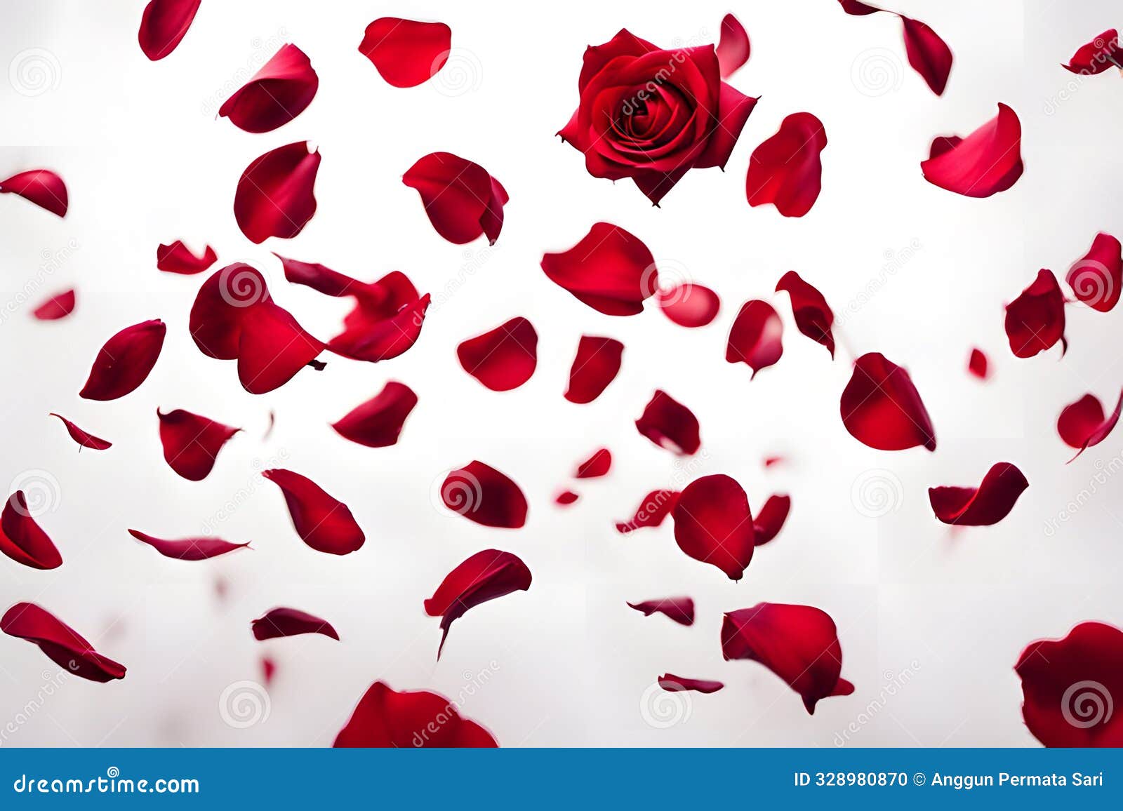 Dynamic Red Rose Petals Flying and Falling from Above with a White ...