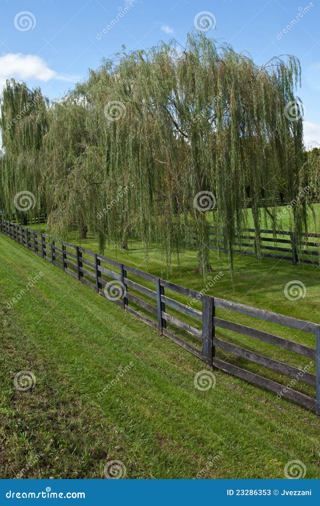 Dynamic Row Of Weeping Willow Trees Surrounded By Royalty-Free Stock ...