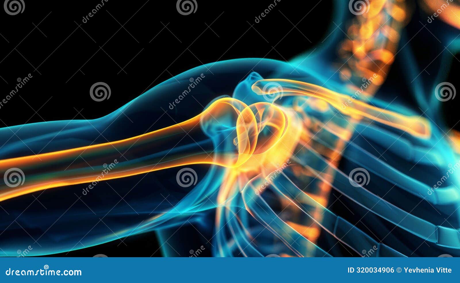 Dynamic Visualization of Shoulder Anatomy with Radiant Energy Fields ...