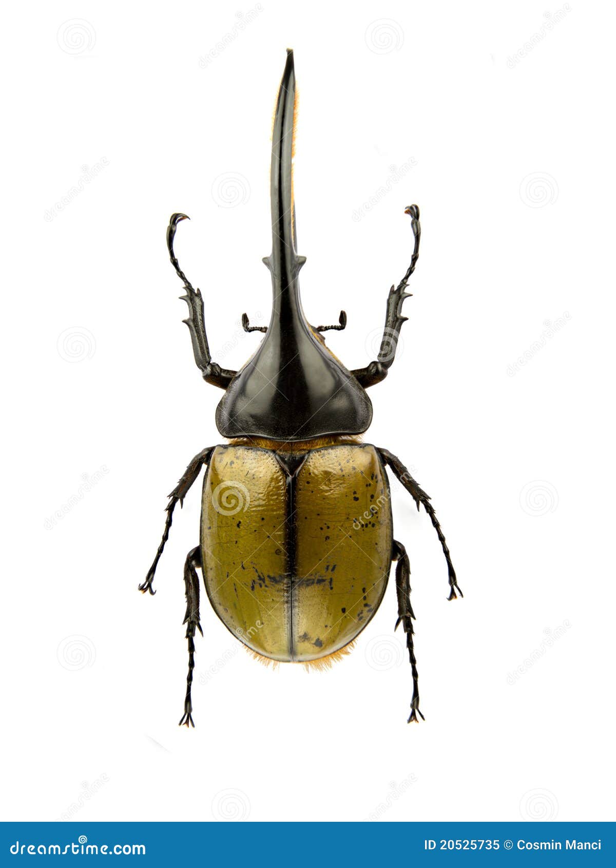 Dynastes Hércules imagen de archivo. Imagen de extremo - 20525735