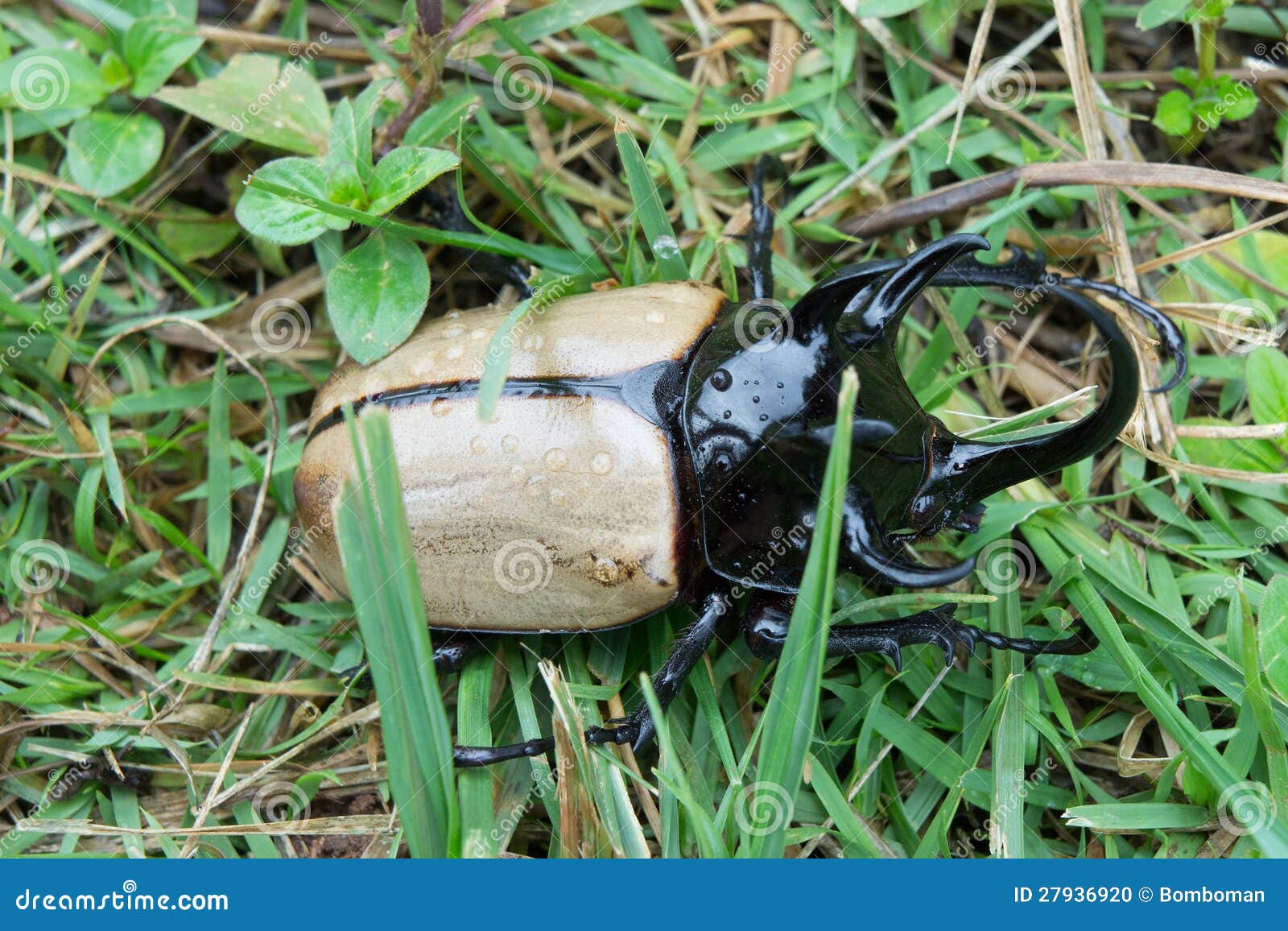 Dynastes hercules stock photo. Image of macro, invertebrate - 27936920