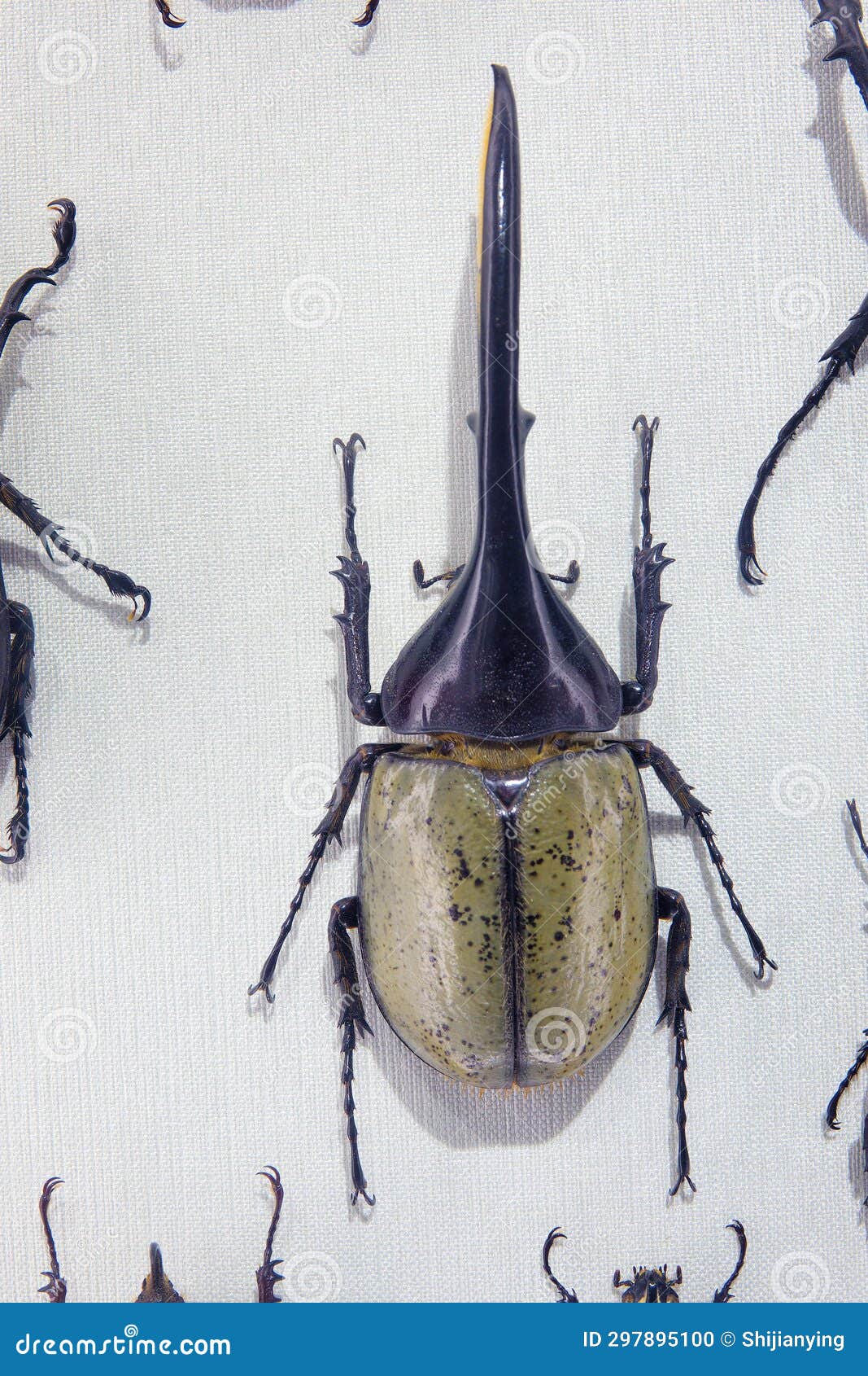 Dynastidae beetle stock photo. Image of specimen, specimens - 297895100