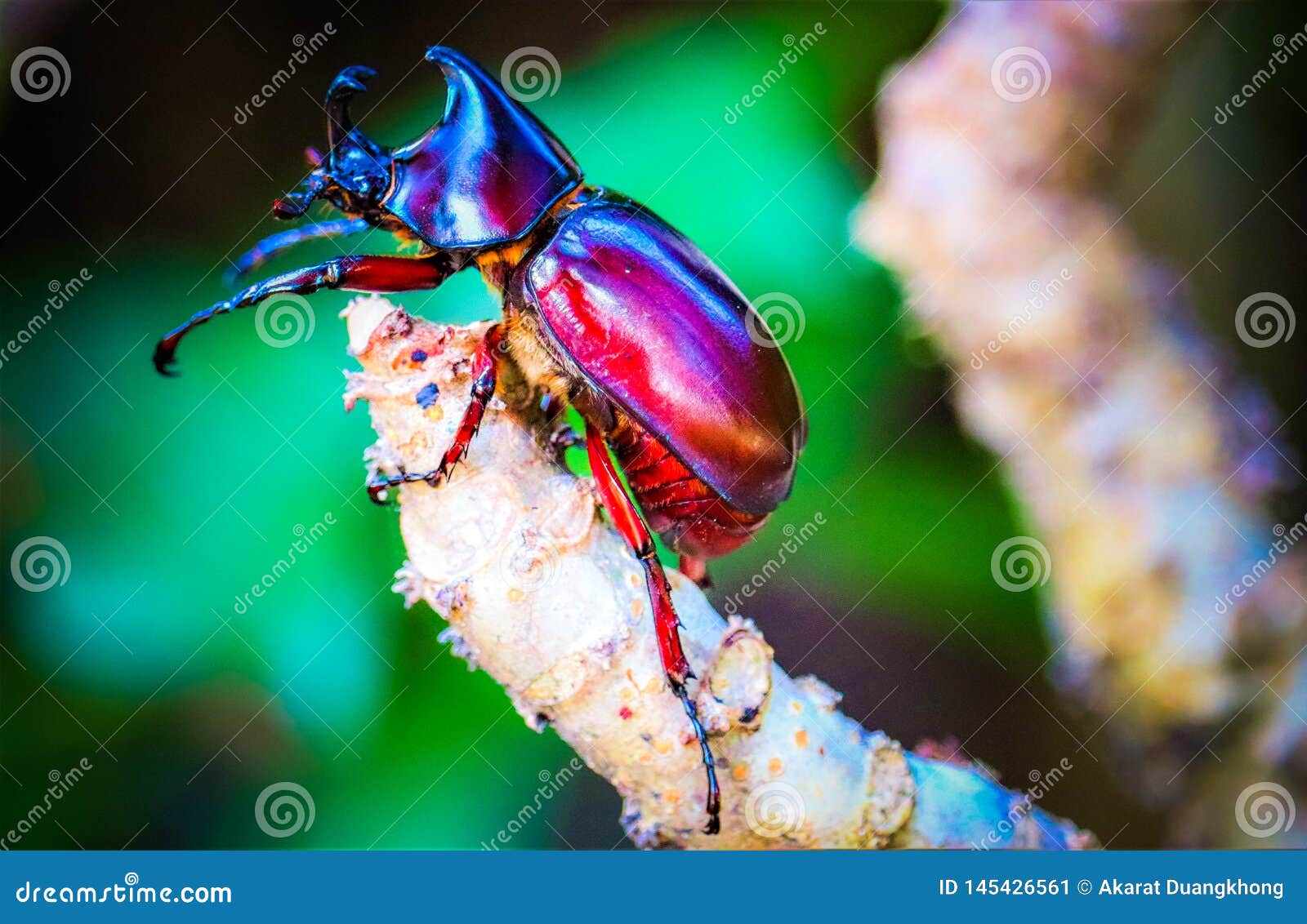 Dynastinae on the Branch in the Forest Stock Image - Image of animal ...